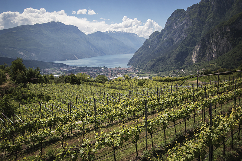 Azienda Agricola | Agritur Comai - Riva del Garda - Trentino - Lago di ...