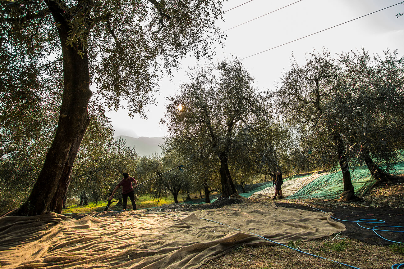 Azienda Agricola | Agritur Comai - Riva del Garda - Trentino - Lago di ...